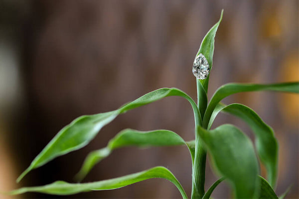 Understanding the Science Behind Ecological Lab-Grown Diamonds and The ...
